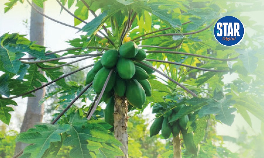 Health benefits of using Papaya leaf