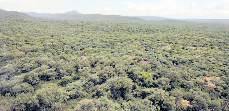 Why the Ilchamus converted their land into public forest