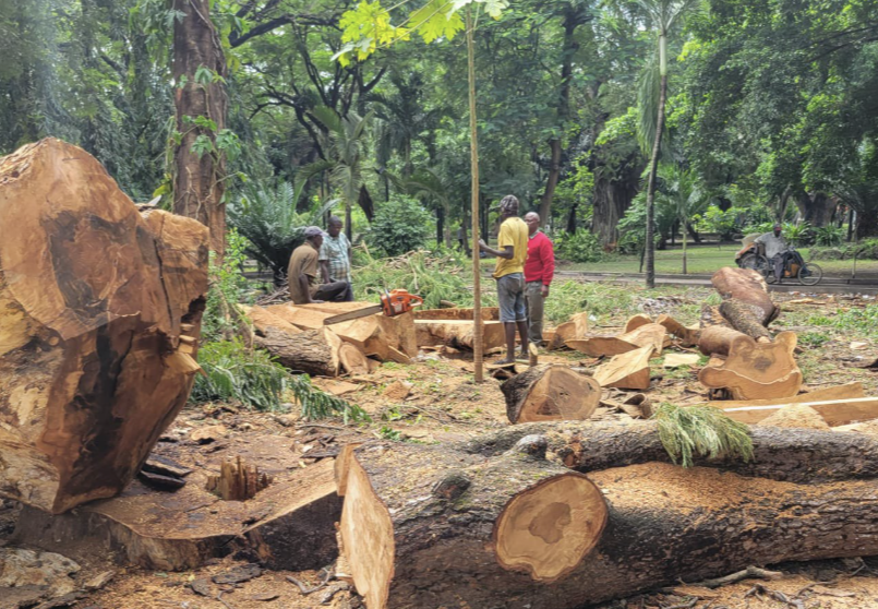 Environmentalists demand independent audit after tree removal in Mombasa