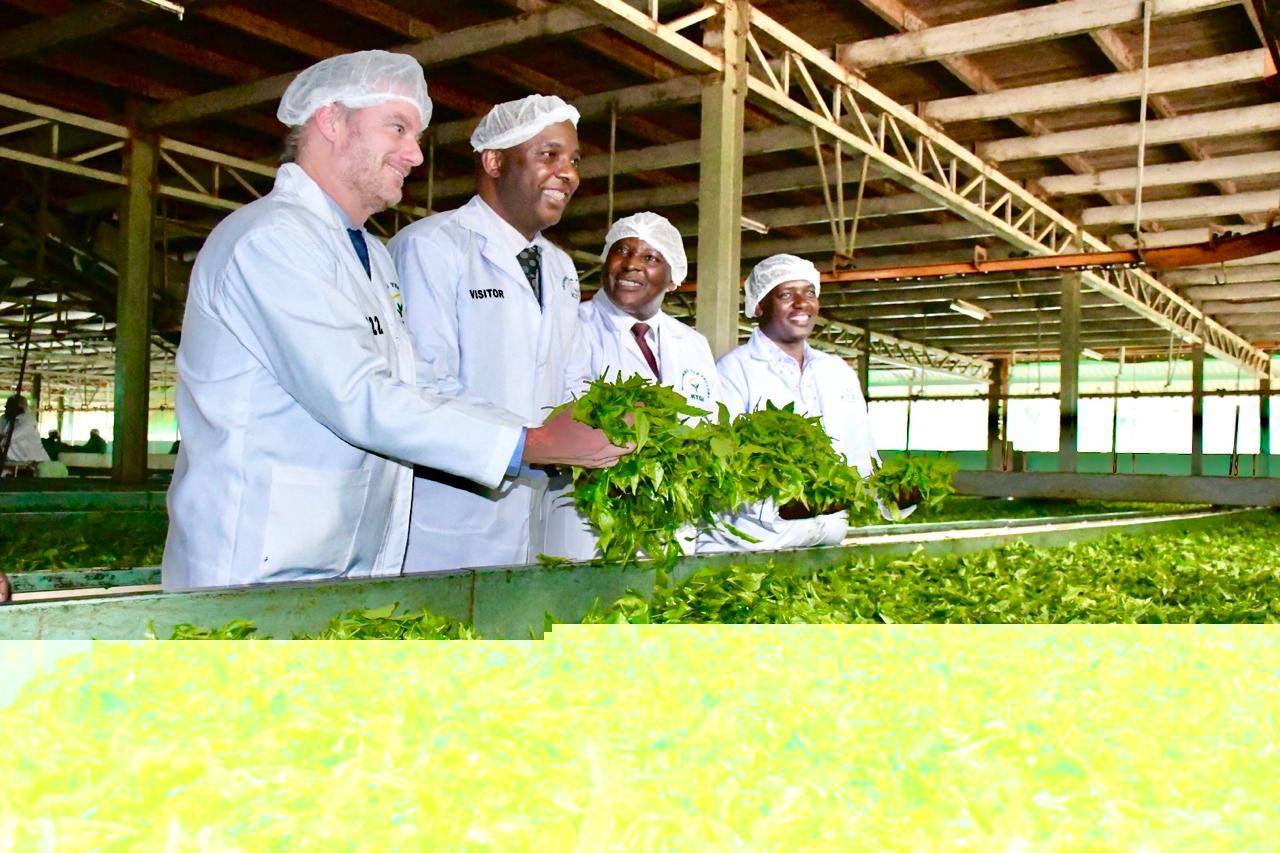 Tea firms profit slump on stronger shilling