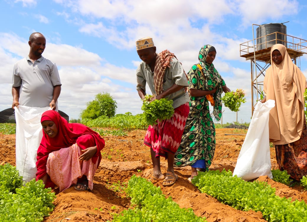 Climate-smart agricultural techniques a game changer for Wajir West farmers