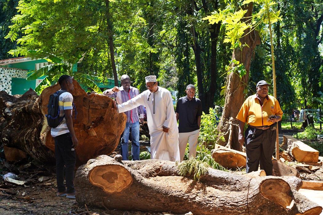 Mombasa says tree felling at Uhuru Gardens due to public safety concerns