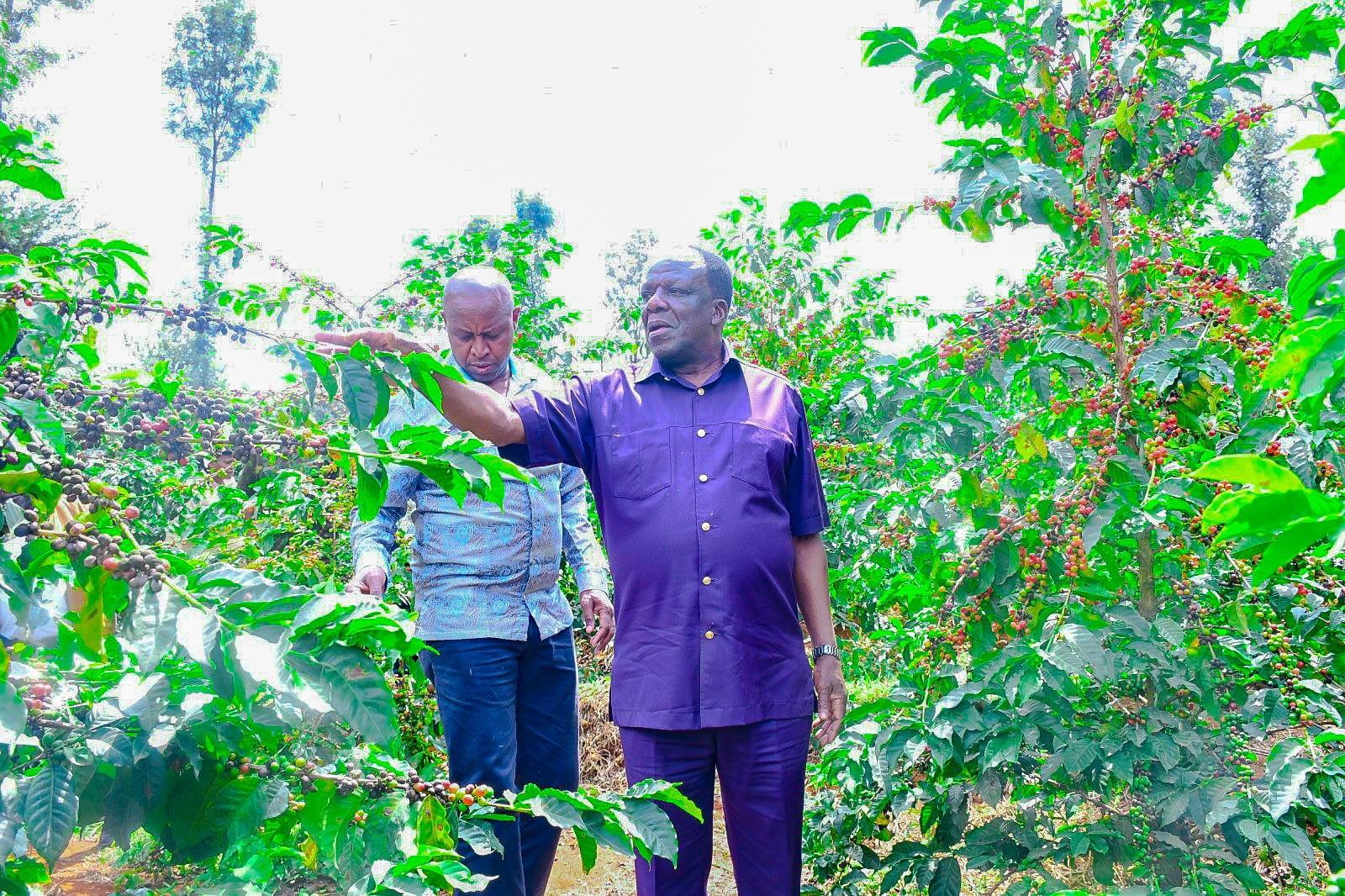 Corrupt coffee co-operative managers' property will be auctioned- Oparanya