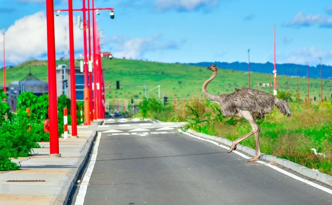 Konza Technopolis: Kenya's "Silicon Savannah" Quietly Takes Shape