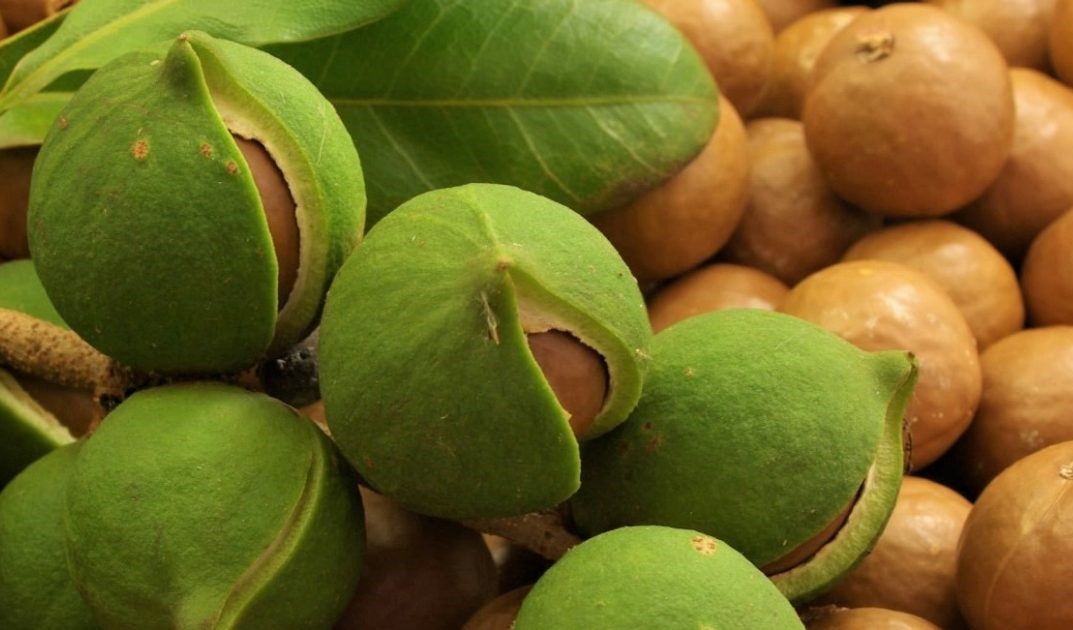 Agency prohibits and warns of transit and export of raw macadamia nuts