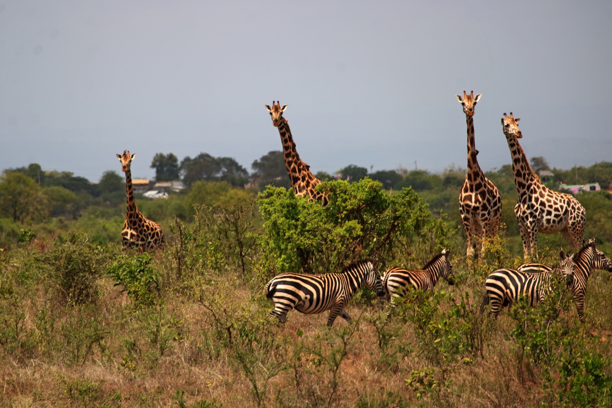 EXPLAINER: Why Mwea National Reserve is hidden gem of serenity