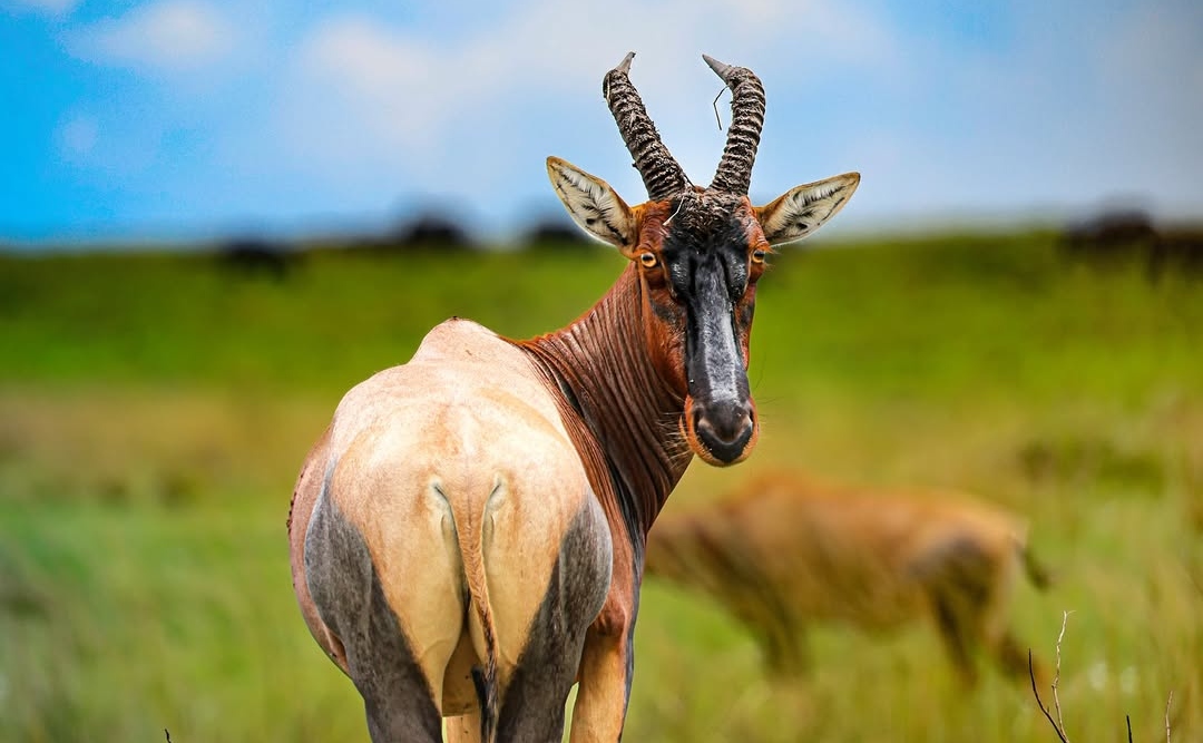 Historic Win: Kenya's Maasai Mara Enters World Book of Records