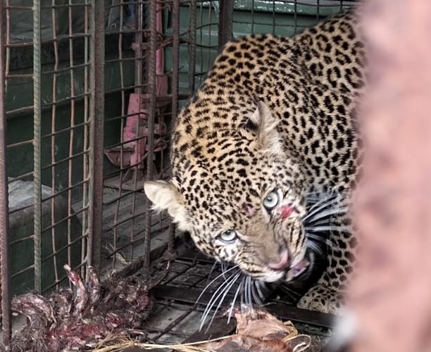 Leopard mauls zookeeper to death after escape at Israeli Zoo