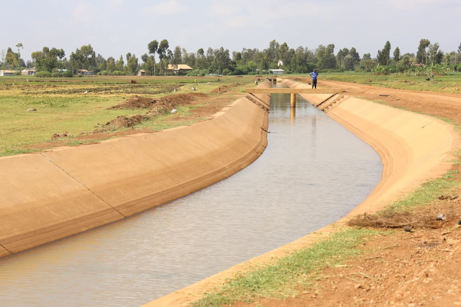 Mwea rice farmers smile all the way to the bank after scheme expansion