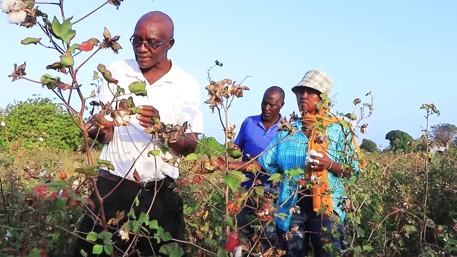 Lamu’s 'White Gold' fuels a fresh start for Kenya’s cotton sector