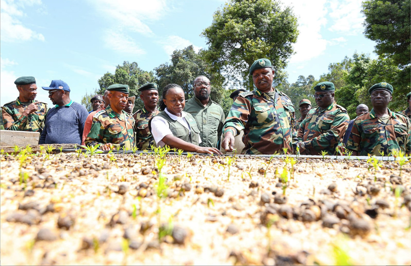 Inside government’s plans to increase tree seedling production