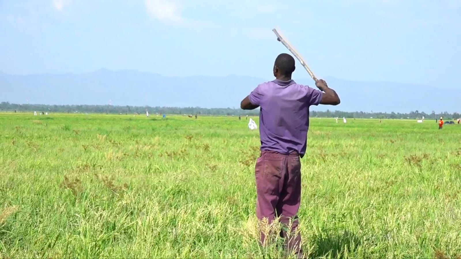 Rice farmers in Kisumu count millions in losses as birds ravage West ...