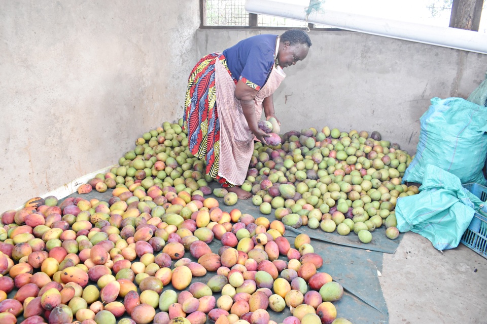 Kitui farmers counting losses as mangoes rot for lack of markets
