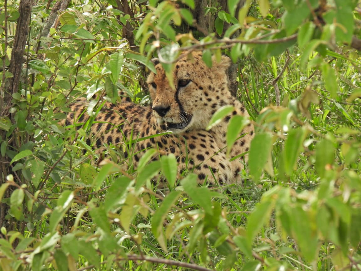 From limp to leap: Mara’s cheetah nursed back to health