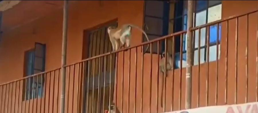 From trees to tables: Monkeys wreak havoc in Ilbisil, Kajiado