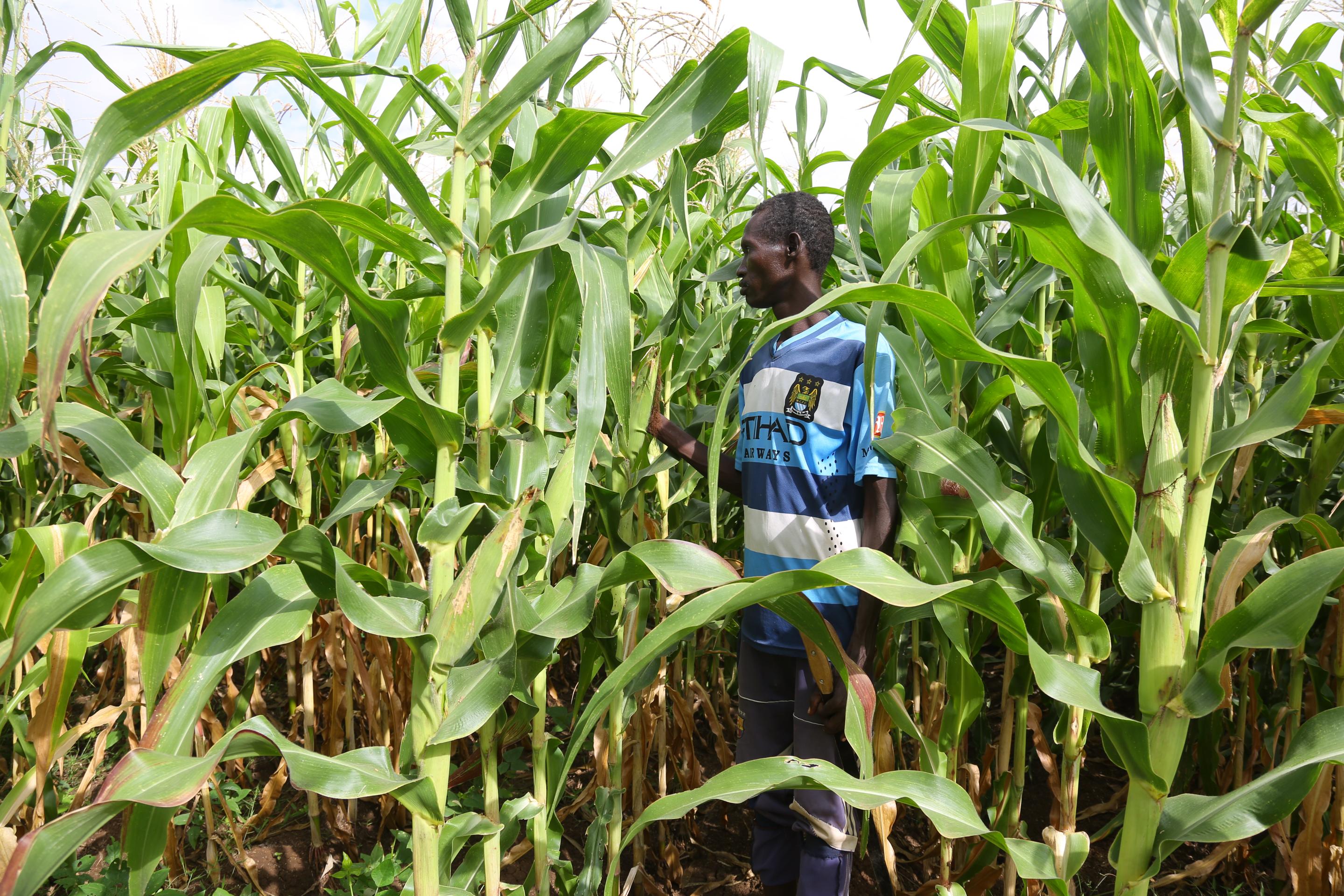 Drought pushes Turkana and Garissa pastoralists into irrigation farming