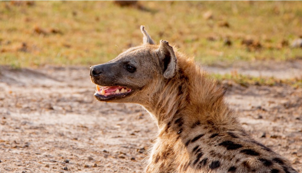 Ndhiwa residents alarmed by increasing hyena attacks